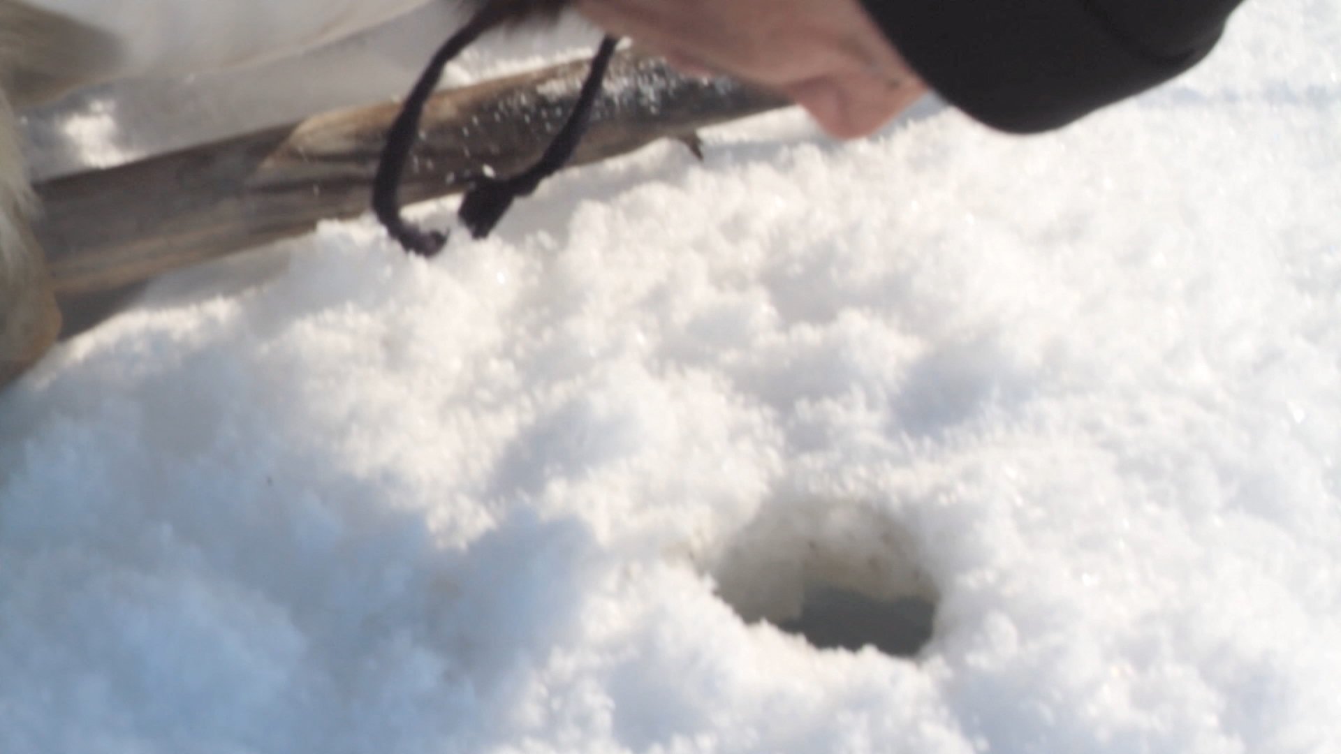 SIKU - aglu - breathing hole