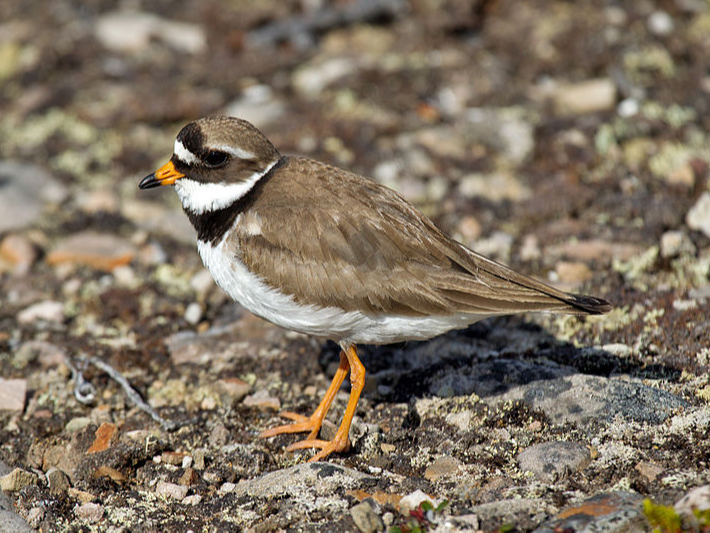 SIKU - Common Ringed Plover