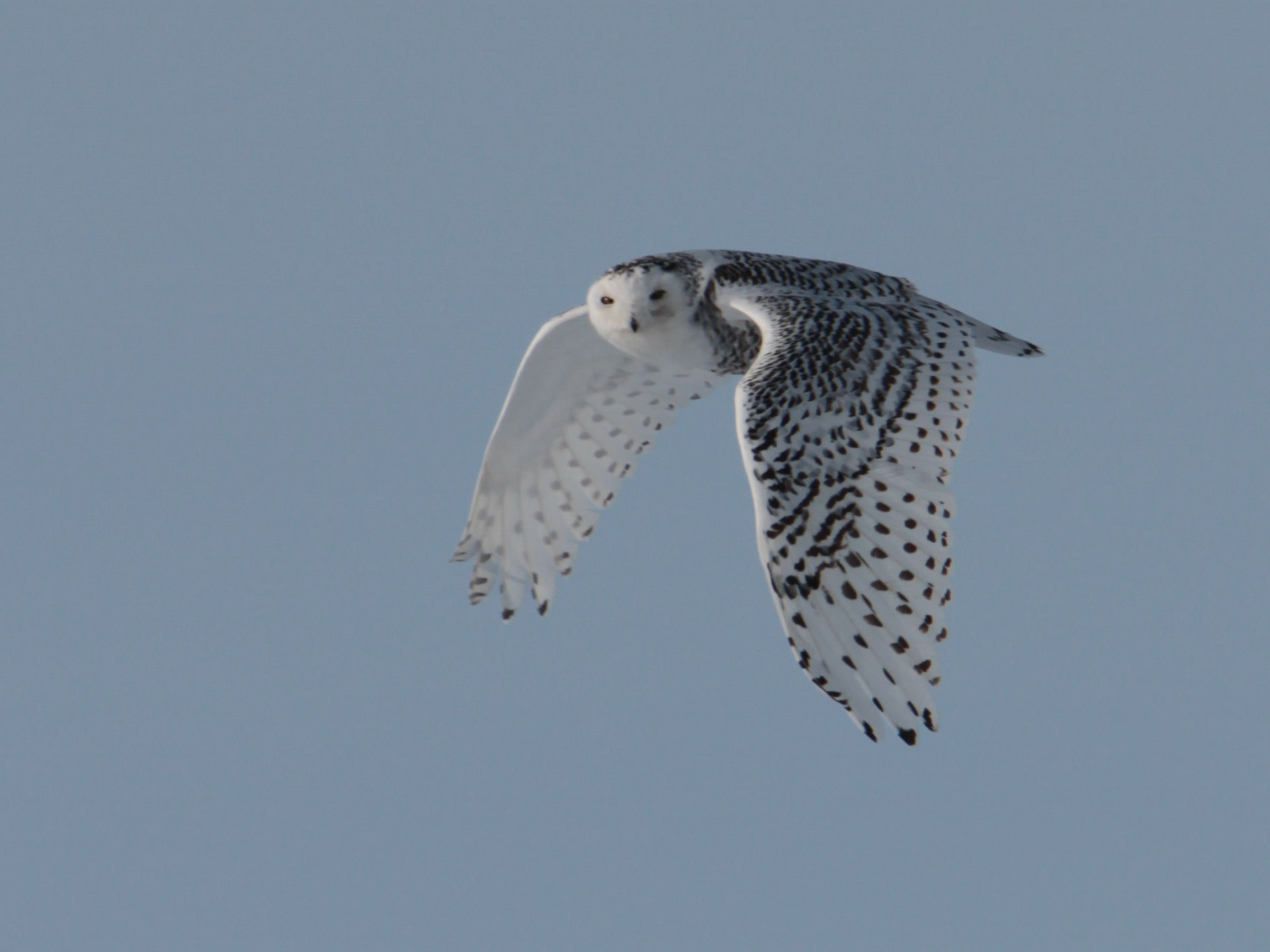 SIKU - Uppik • Snowy Owl