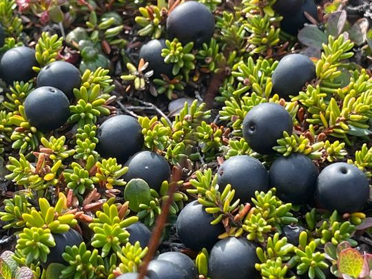 SIKU - Paurngaq • Crowberry