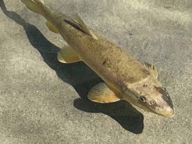 SIKU - Red Sucker (Longnose Sucker)